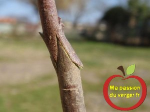 -Achat porte-greffes fruitiers | Ma passion du verger