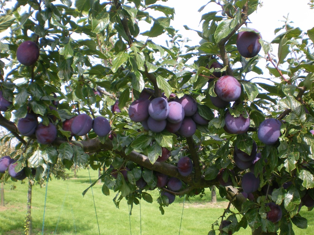 Faire du jus de prunes ou de quetsches | Ma passion du verger