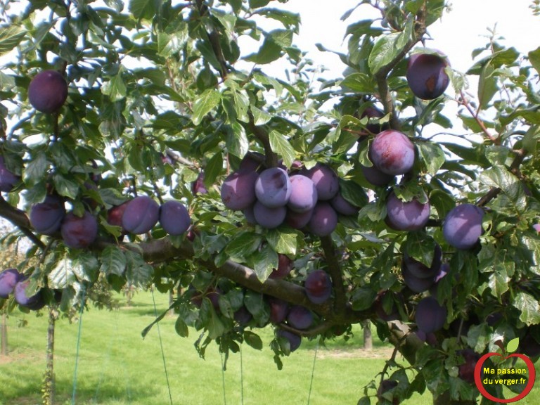 Faire du jus de prunes ou de quetsches | Ma passion du verger