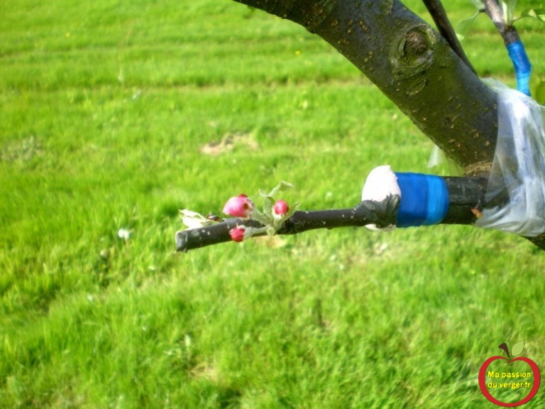 Greffage | Ma passion du verger