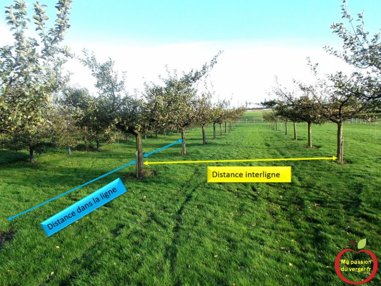 Créer un verger familial | Ma passion du verger