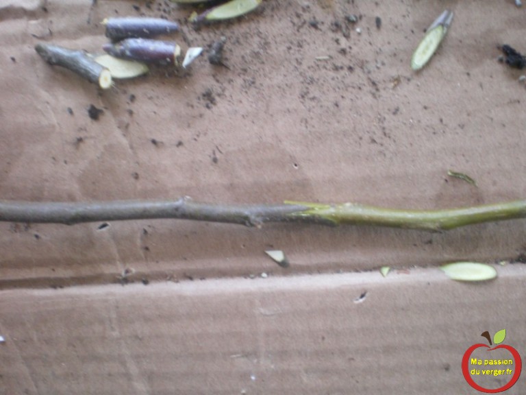 -Achat porte-greffes fruitiers | Ma passion du verger