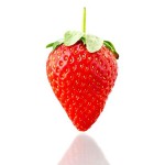 Ma fraiseraie | Ma passion du verger