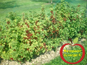 Faire du vin de groseille | Ma passion du verger