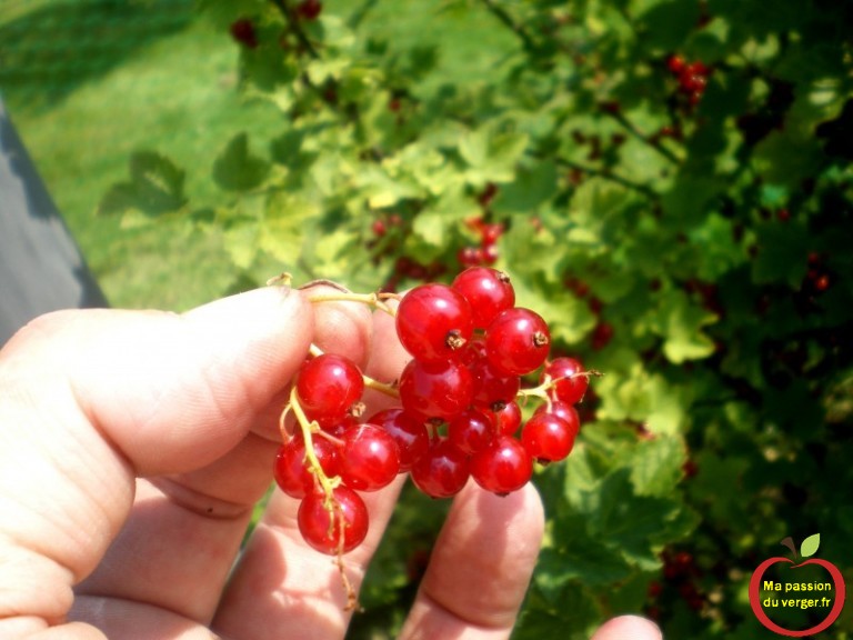Faire du vin de groseille | Ma passion du verger