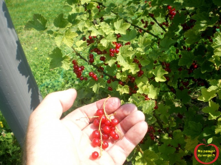 Faire du vin de groseille | Ma passion du verger