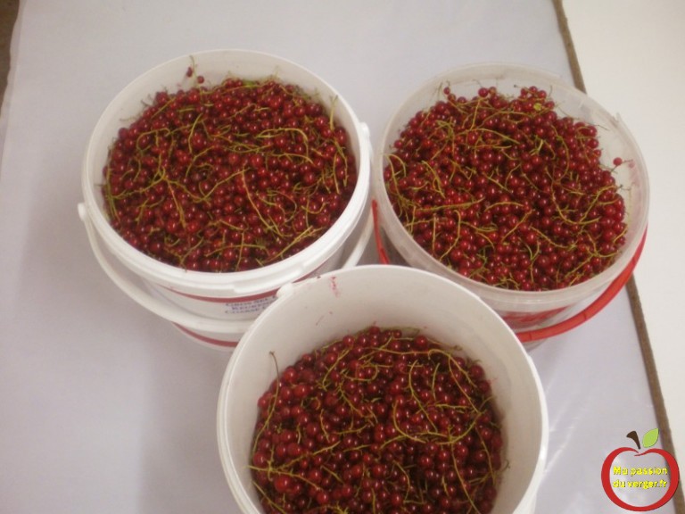 Faire du vin de groseille | Ma passion du verger