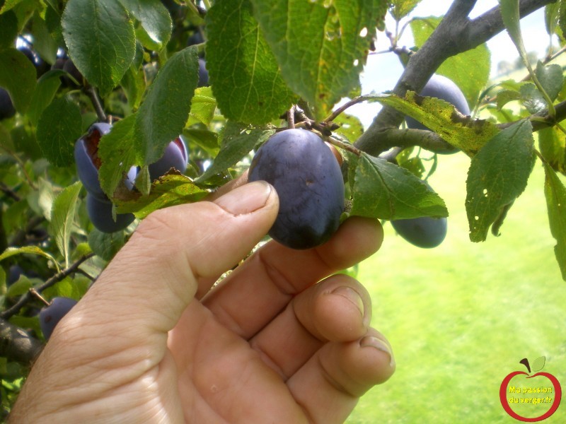 Faire du jus de prunes ou de quetsches | Ma passion du verger