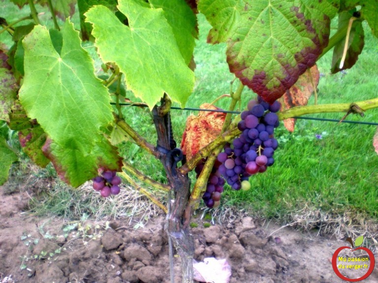 Nouveaux fruits | Ma passion du verger