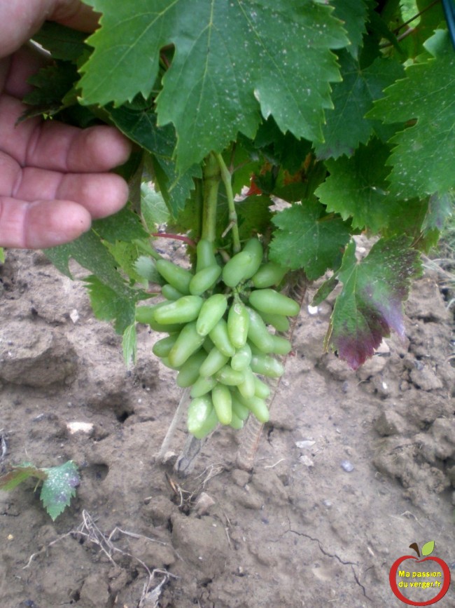 Nouveaux fruits | Ma passion du verger