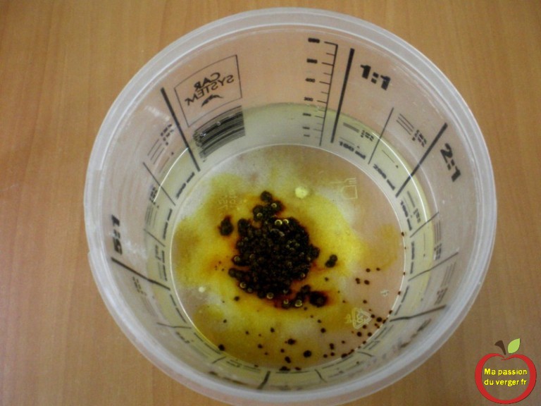 Quand récolter les poires? | Ma passion du verger