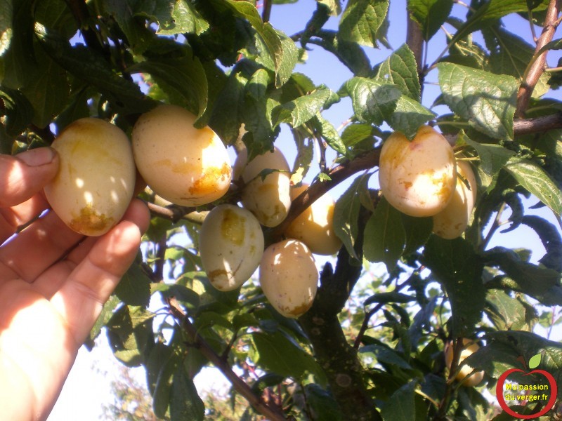 Faire du jus de prunes ou de quetsches | Ma passion du verger