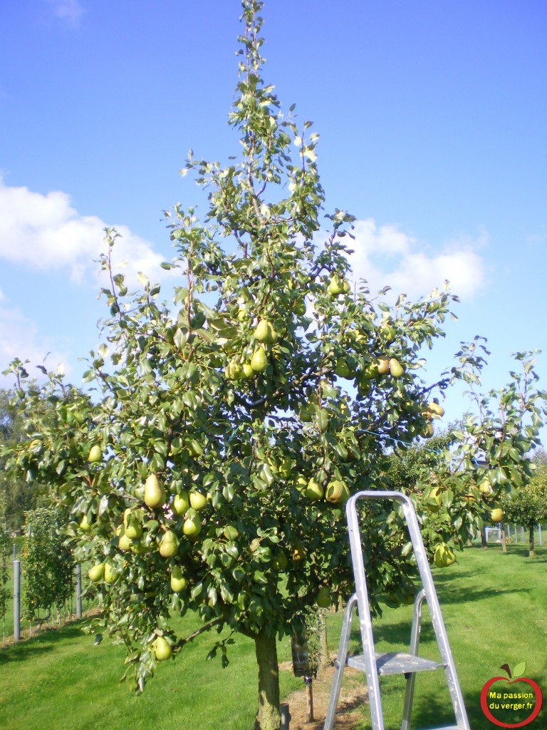 Le greffage de la poire Williams | Ma passion du verger