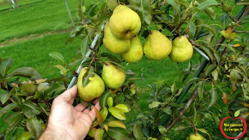 Quand récolter les poires? | Ma passion du verger