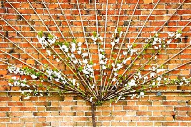 Fan-Espalier-Step-Over-Fruit-Trees | Ma passion du verger