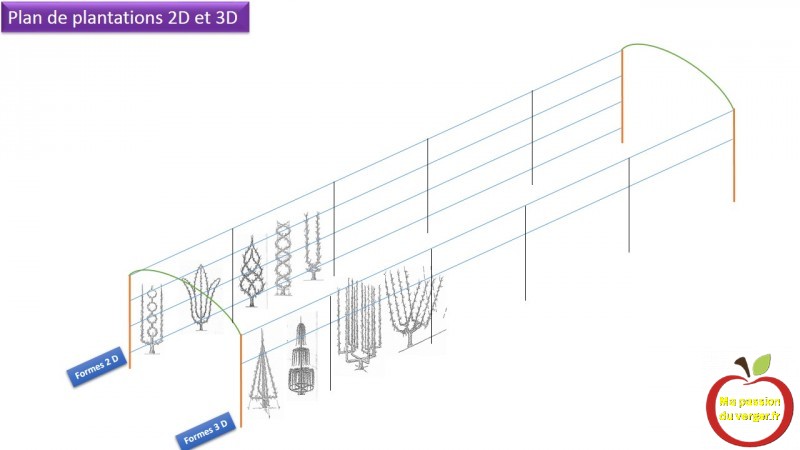 Mes nouvelles formes fruitières | Ma passion du verger