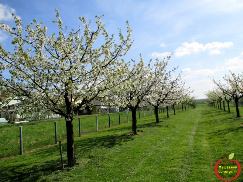 Mon verger | Ma passion du verger