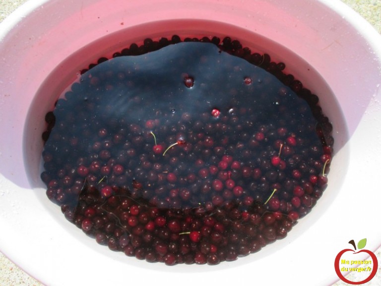 Faire du jus de cerise | Ma passion du verger