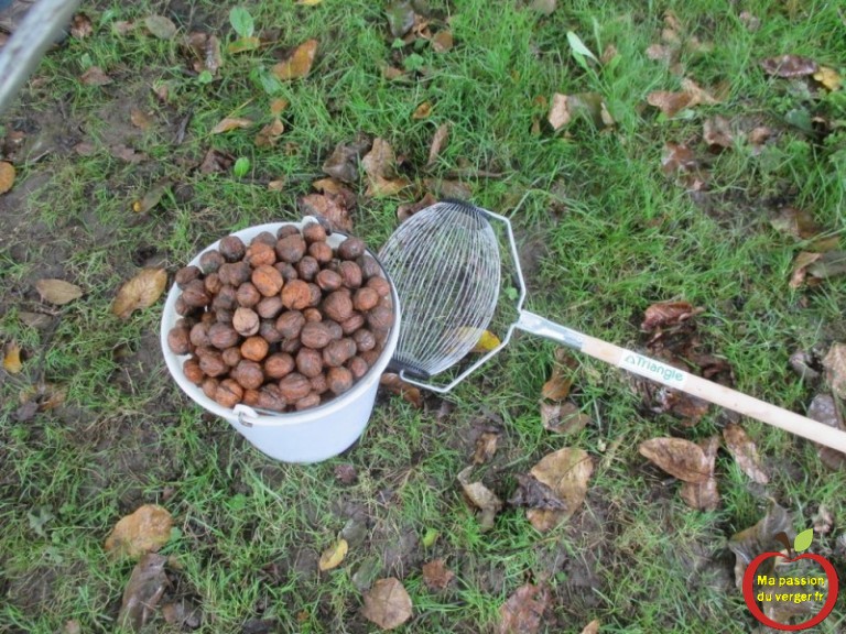 La récolte mécanique des fruits. | Ma passion du verger