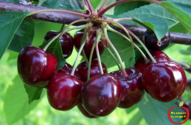 Faire du jus de cerise | Ma passion du verger