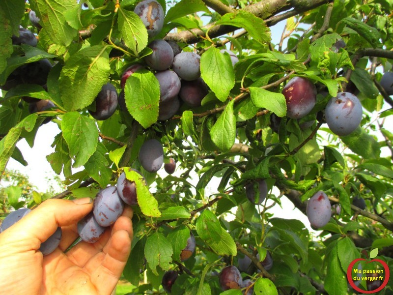 La mise en fût des quetsches et prunes | Ma passion du verger