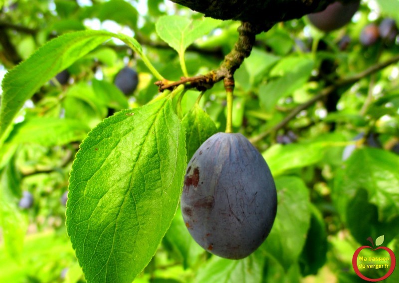 La mise en fût des quetsches et prunes | Ma passion du verger