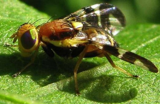 Des nouveaux vers dans nos fruits. | Ma passion du verger