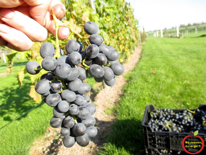 Comment faire un bon jus de raisin | Ma passion du verger