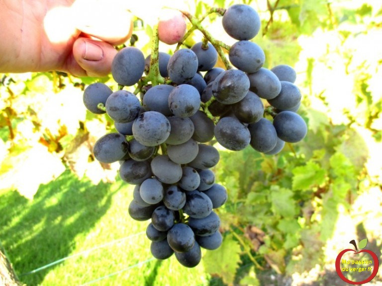 Comment faire un bon jus de raisin | Ma passion du verger
