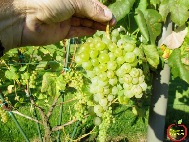 Comment faire un bon jus de raisin | Ma passion du verger