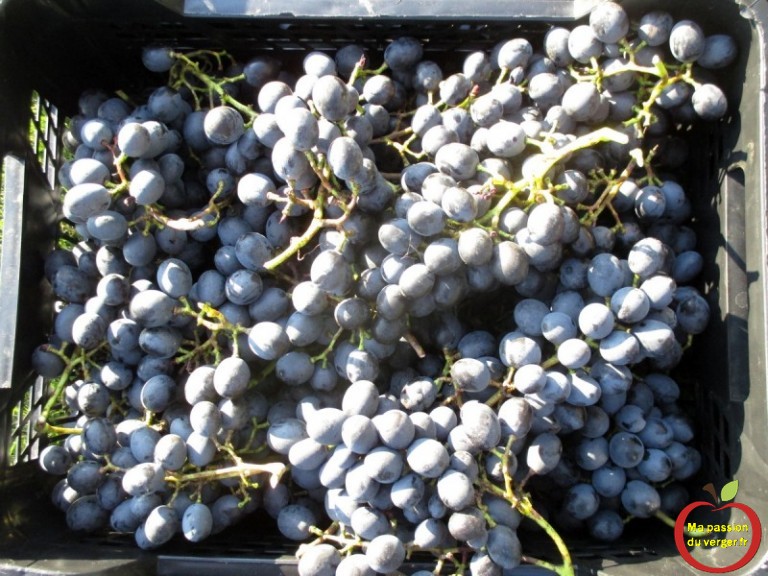 Comment faire un bon jus de raisin | Ma passion du verger