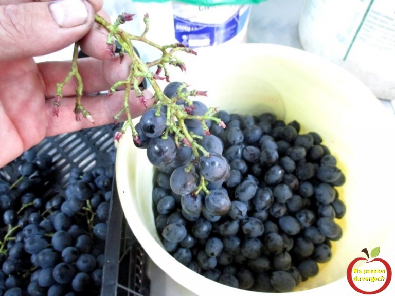 Comment faire un bon jus de raisin | Ma passion du verger