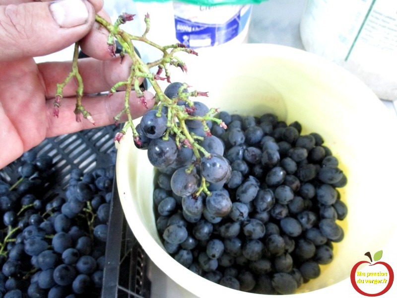 Faire un jus de fruits frais maison | Ma passion du verger