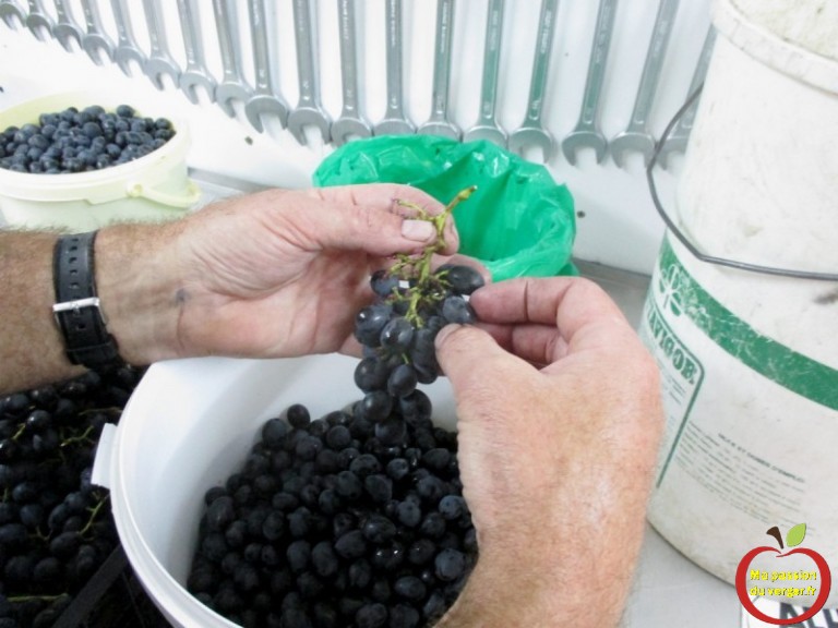 Comment faire un bon jus de raisin | Ma passion du verger