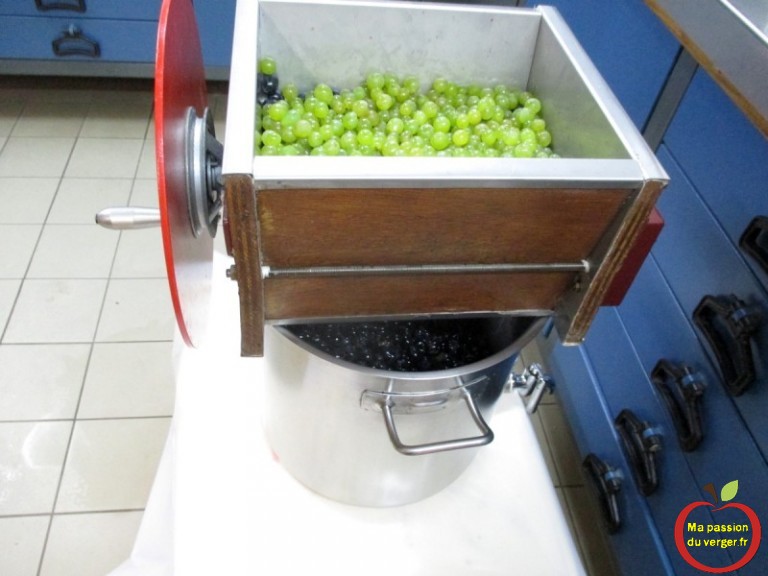 Comment faire un bon jus de raisin | Ma passion du verger