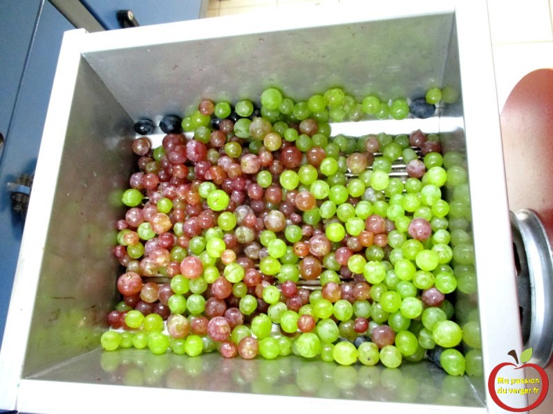 Comment faire un bon jus de raisin | Ma passion du verger