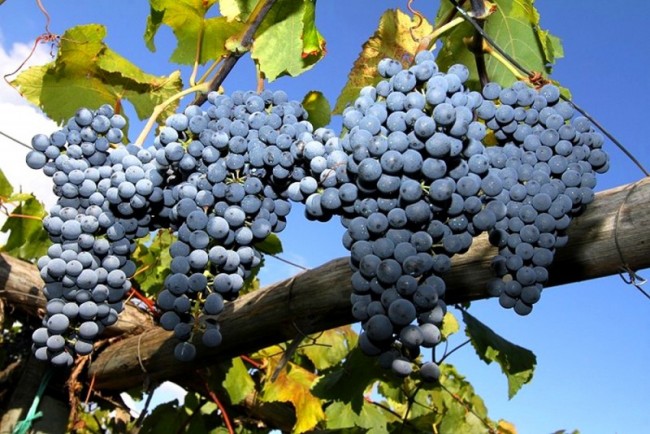 Construire une treille pour la vigne. | Ma passion du verger