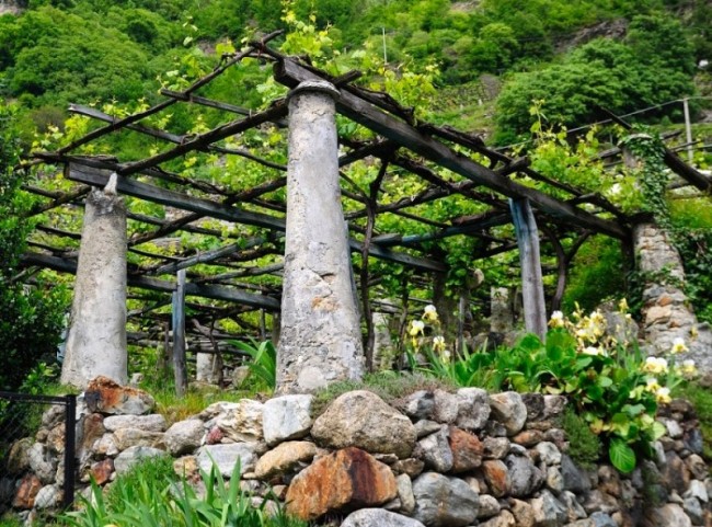 Construire une treille pour la vigne. | Ma passion du verger