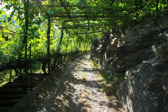 Construire une treille pour la vigne. | Ma passion du verger