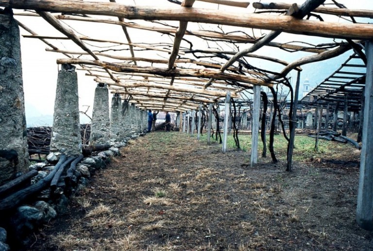 Construire une treille pour la vigne. | Ma passion du verger