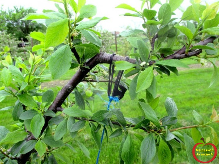 Créer un verger familial | Ma passion du verger