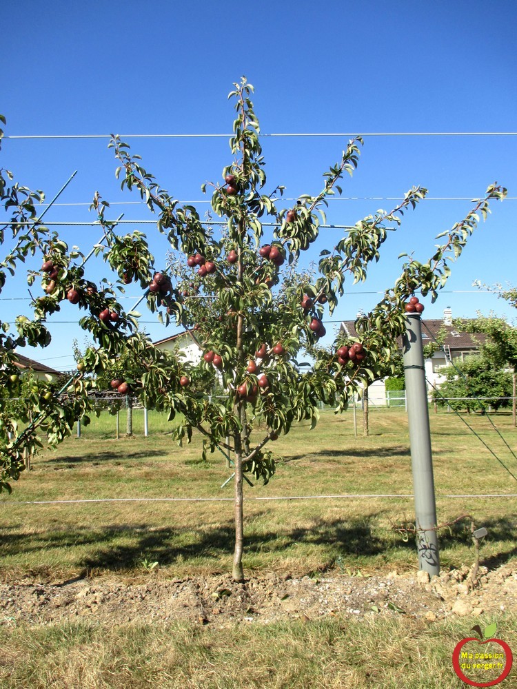 Quand récolter les poires? | Ma passion du verger