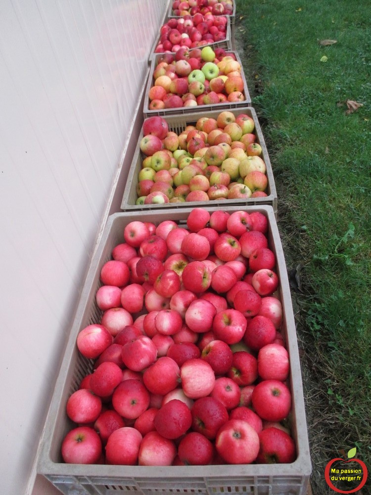 Faire l’eau-de-vie de pomme | Ma passion du verger