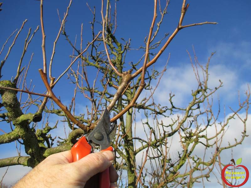 Greffage | Ma passion du verger