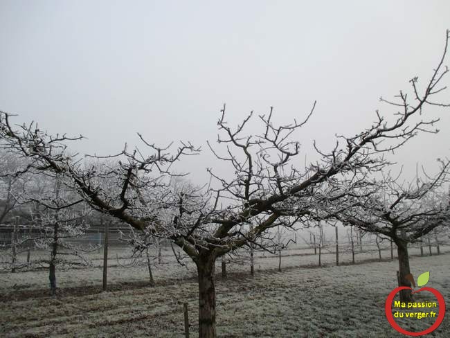 Une petite balade dans le verger givré. | Ma passion du verger