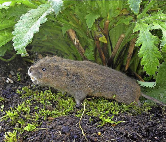 Le meilleur piège à campagnols | Ma passion du verger