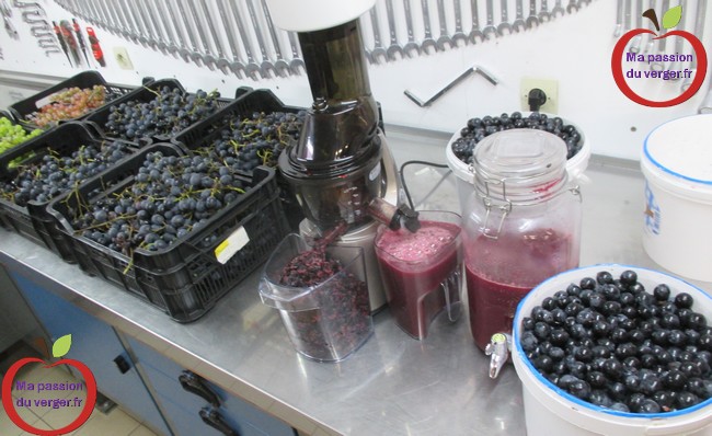 Faire un jus de fruits frais maison | Ma passion du verger