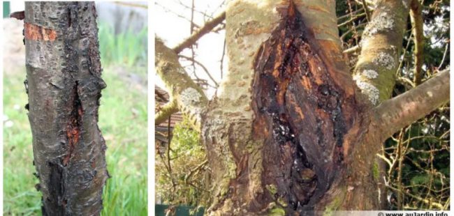Le chancre des arbres fruitiers : ennemi redoutable ou défi à surmonter ...