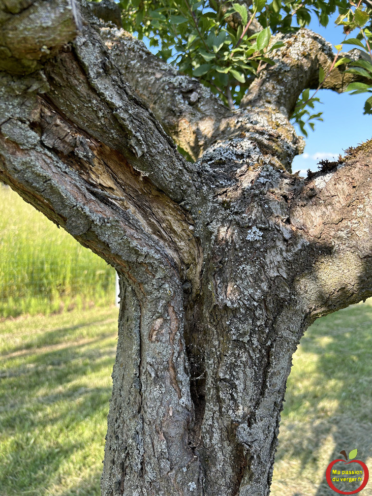 Le chancre des arbres fruitiers : ennemi redoutable ou défi à surmonter ...